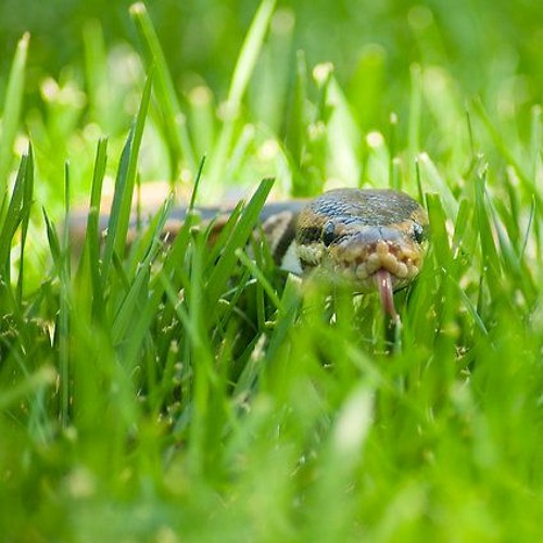 Snakes In The Grass Mac OS - bestgup