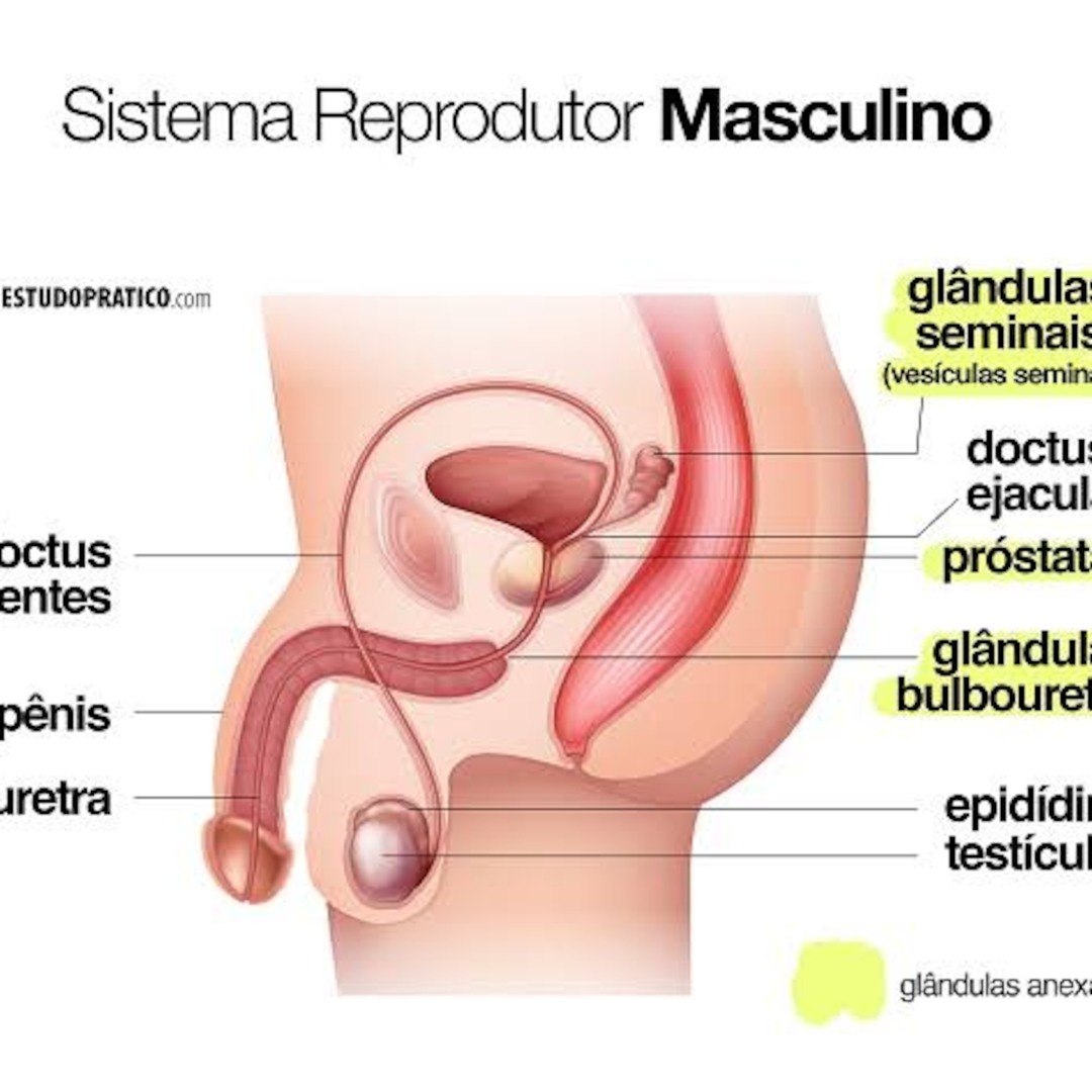 Stream Sistema Reprodutor Masculino Made With Spreaker By Artur Nunes