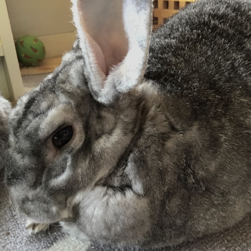 Stream This Rabbit Turns into a Wasp to save the world from Ending. by ...