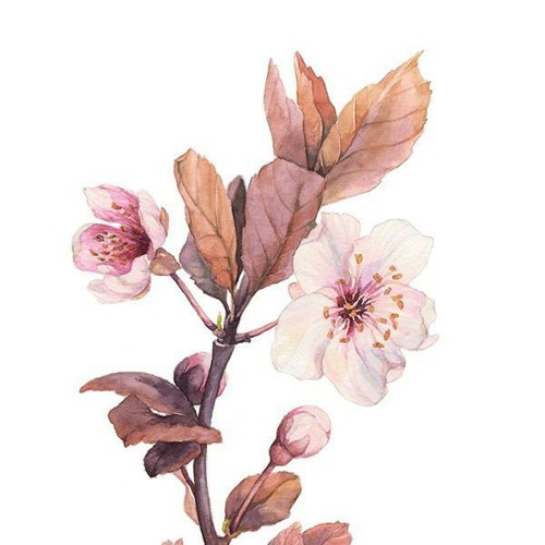 Stream Sorry-Halsey (piano cover) by Arunika | Listen online for free ...