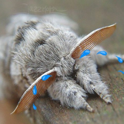 Stream Frances Forever's paranoia party - cover by moth by moth ...