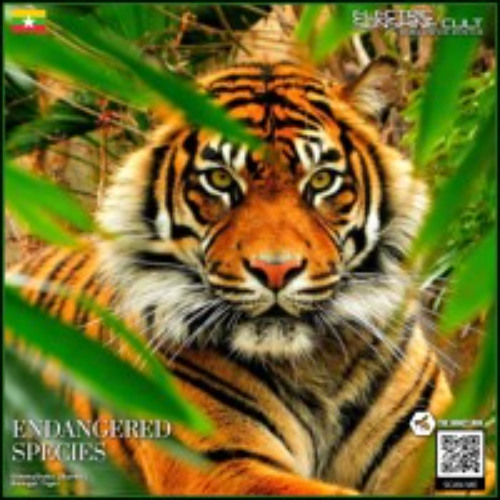 Stream Dimmydubz - Bengal Tiger (ESC EXCLUSIVE) by Electric Sunshine ...