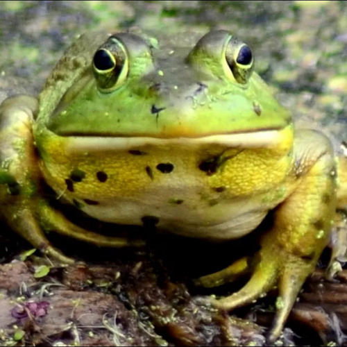 Stream Bull frog call loud sounds and fight by Journeying the globe ...