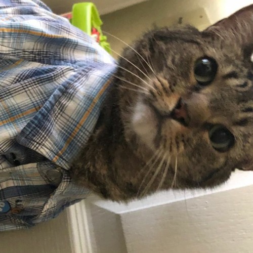 Stream Figaro's Cat Rap by Scott Riedle | Listen online for free on ...