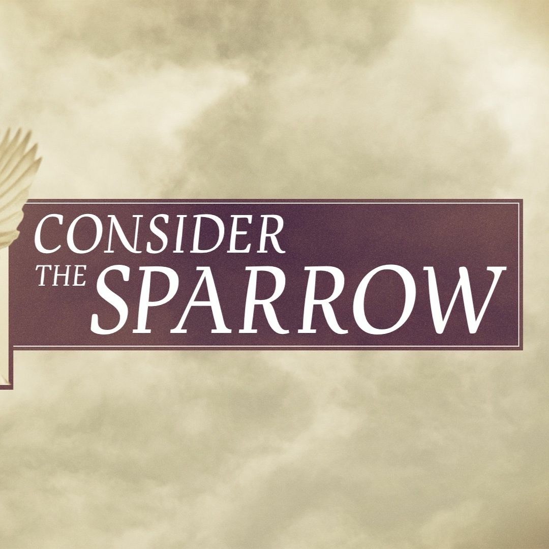 Stream Consider The Sparrow by Onalaska Church of Christ | Listen ...