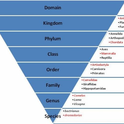 Stream Hierarchy Of Classification From Domain To Species from ...