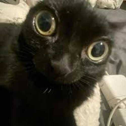 Stream WHY AM I SO SILLY ????? by yoko | Listen online for free on ...