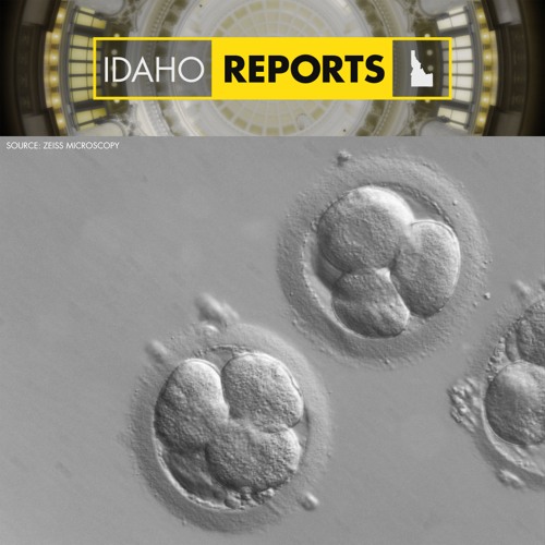Stream Episode: Unpacking In Vitro Fertilization by Idaho Reports ... Stream Episode: Unpacking In Vitro Fertilization by Idaho Reports ...