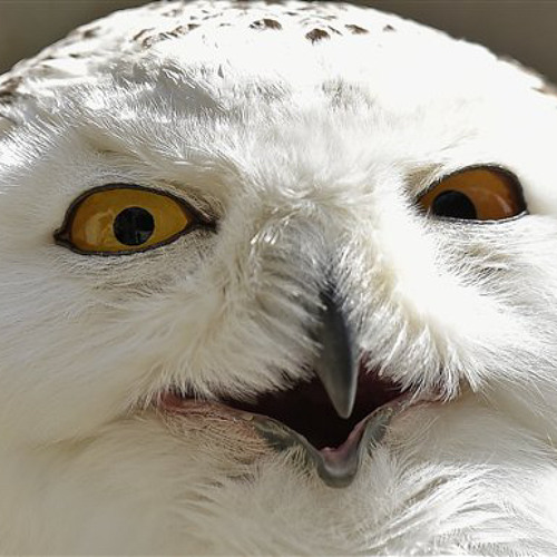 Stream The Feast intro skit by Javis | Listen online for free on SoundCloud