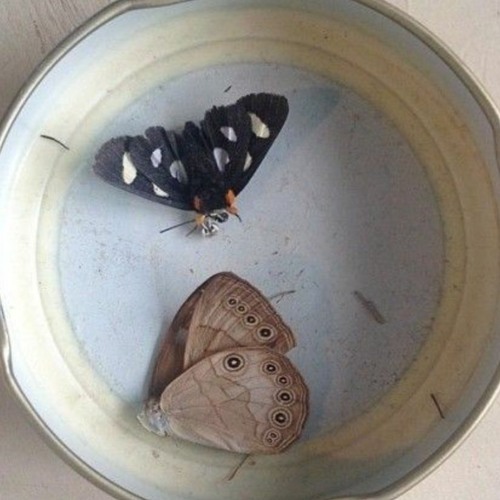 Stream ribbons (how it feels) by Francesca Hauser | Listen online for ...