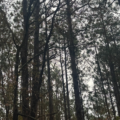 Stream wow you are an elk by purple presence | Listen online for free ...