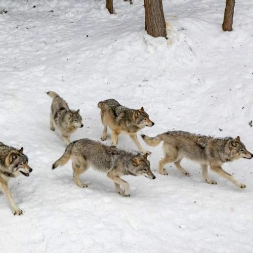 Stream episode Wolf Pack by Beyond Bricks podcast | Listen online for ...