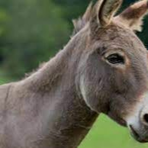 Stream The truth about Jack donkey And my account by Jack | Listen ...