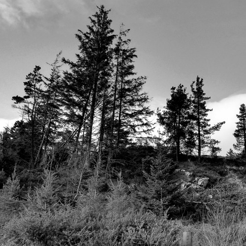 Stream Wind & Creaking Trees - Tara Hill by Irish Wildlife Sounds ...