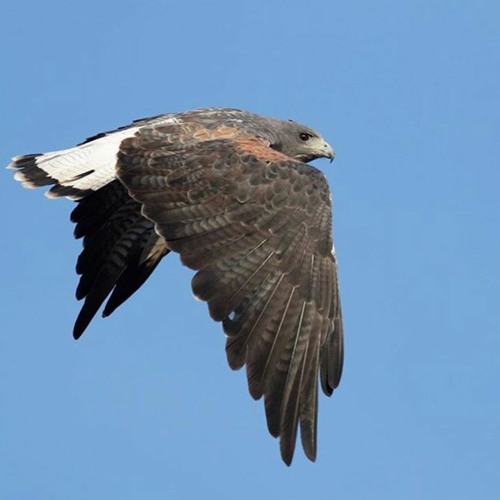 Stream Hawk by The X-ray Rocker | Listen online for free on SoundCloud