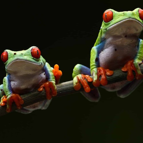 Stream episode Finding Broken Links using Screaming Frog by Isaac Adams ... Stream episode Finding Broken Links using Screaming Frog by Isaac Adams ...