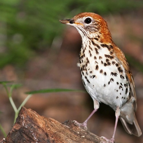 Stream John Bock | Listen to Variations on a Wood Thrush Song playlist ...