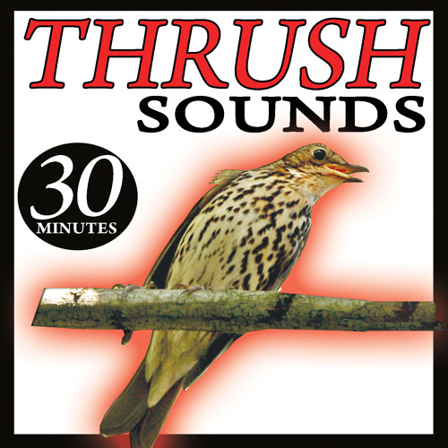 Stream Sonido y Cantos de Pajaros | Listen to The Thrush Sound Birds ...