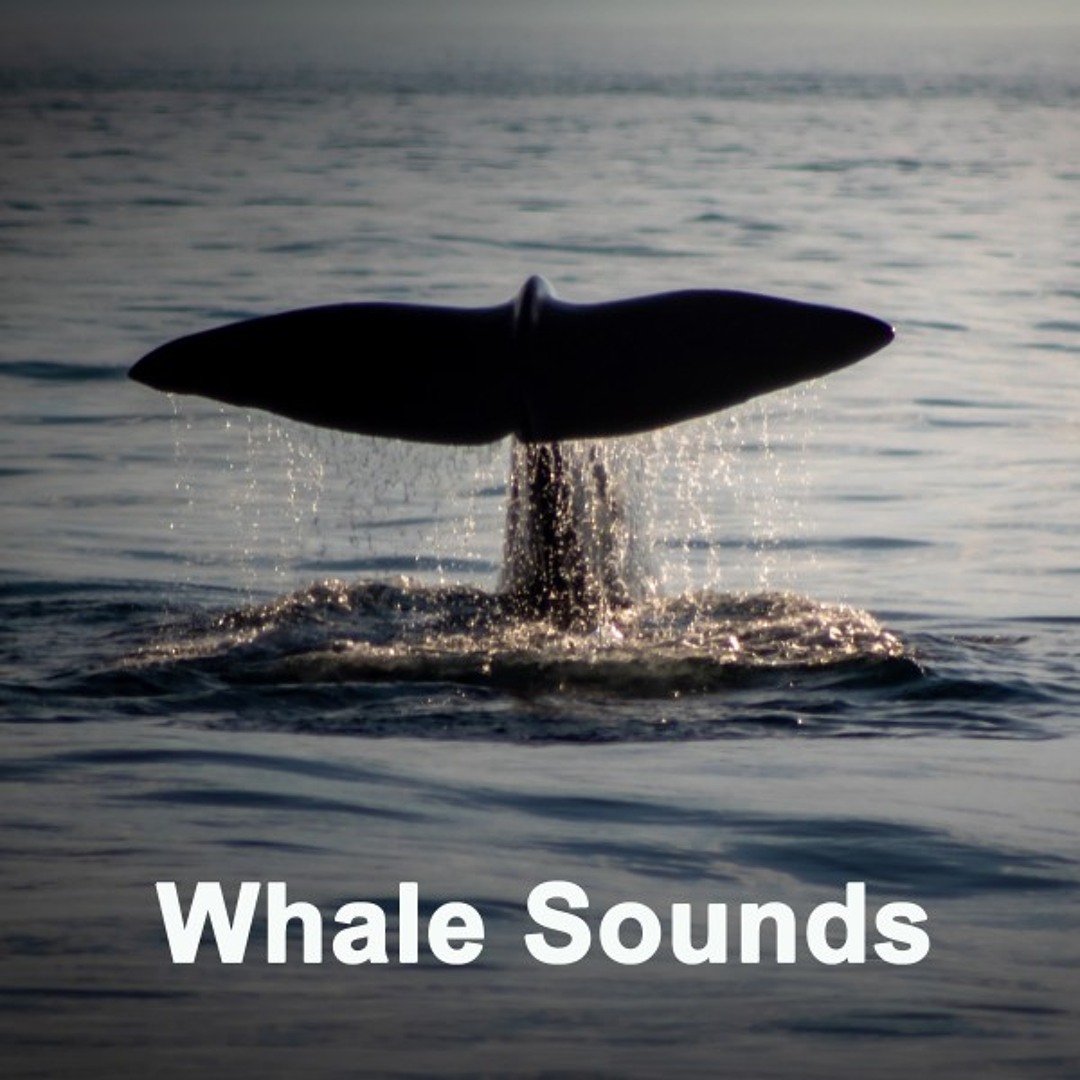 Stream Whale Sounds | Listen to Whale Sounds (90 Min. Environmental ...