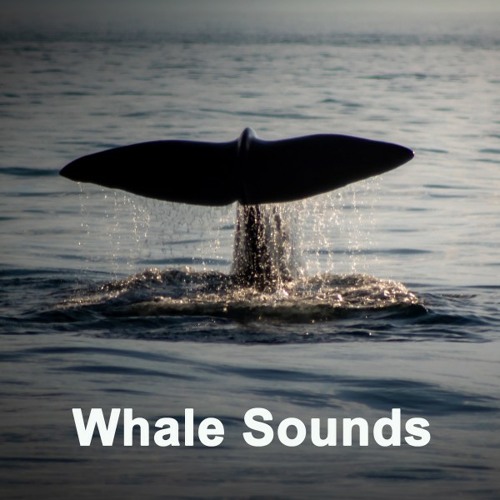 Stream Whale Sounds | Listen to Whale Sounds (90 Min. Environmental ...