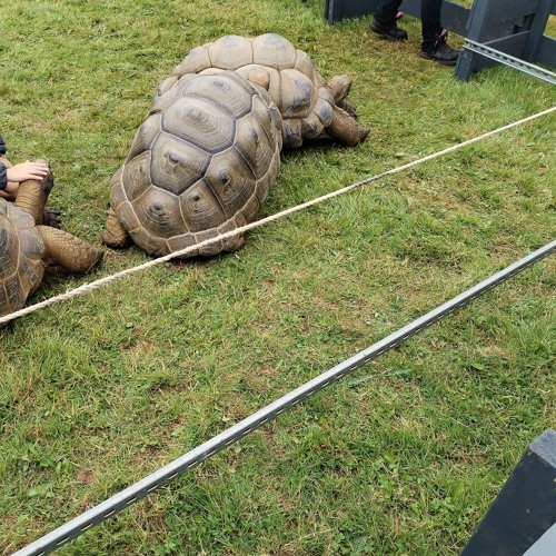 Stream Adrian Graham talks about his Giant Tortoises by Hospital Radio ...