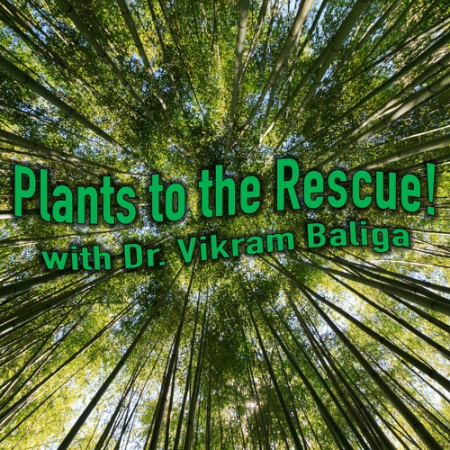 Stream episode Plants to the Rescue! with Dr. Vikram Baliga by Wild ...