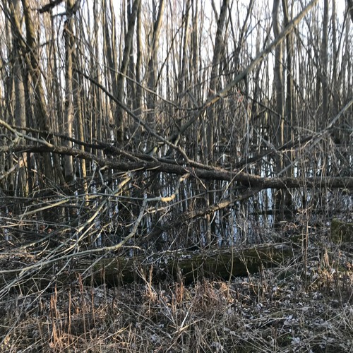 Stream Cursed Wires by SFI | Listen online for free on SoundCloud