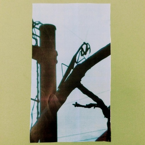 Stream 螻蛄（おけら）demo. by yuma kajitani | Listen online for free on SoundCloud