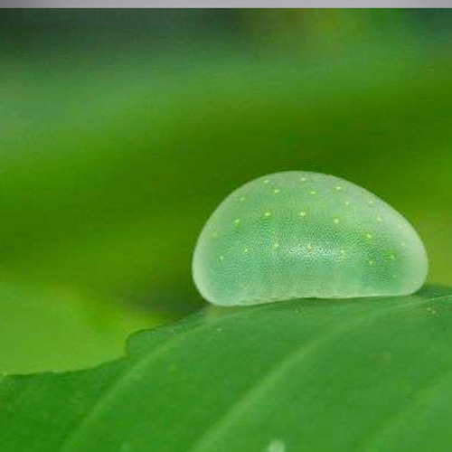 Stream summer by HaliCali (Ending) by P1kagurl | Listen online for free ...