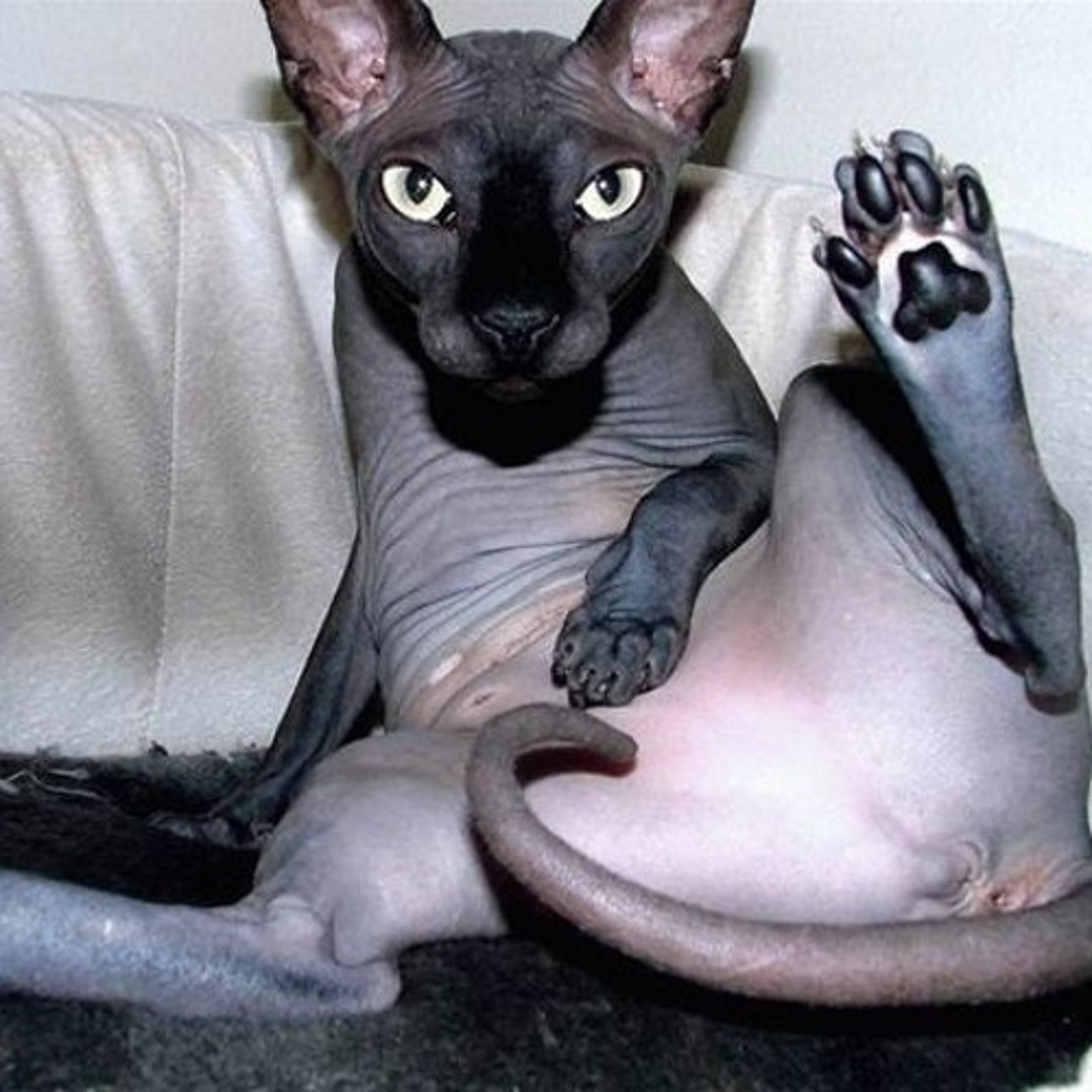 Stream BLAZER x RUSTIE x CITY STAR FREESTYLE QUICKIE by DOJA CAT ...