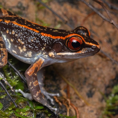Stream Pulchrana signata (Striped Stream Frog) by Herpetological ...