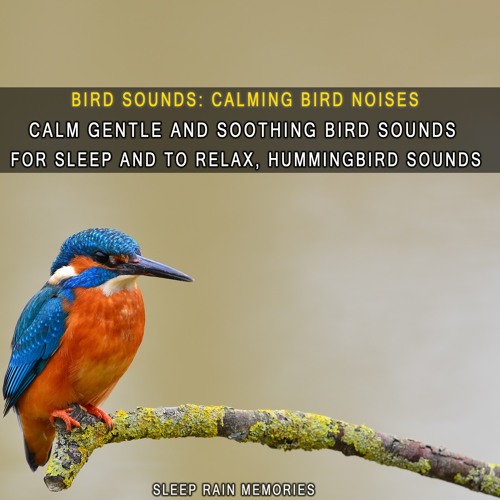 Stream Sleep Rain Memories | Listen to Bird Sounds: Calming Bird Noises ...