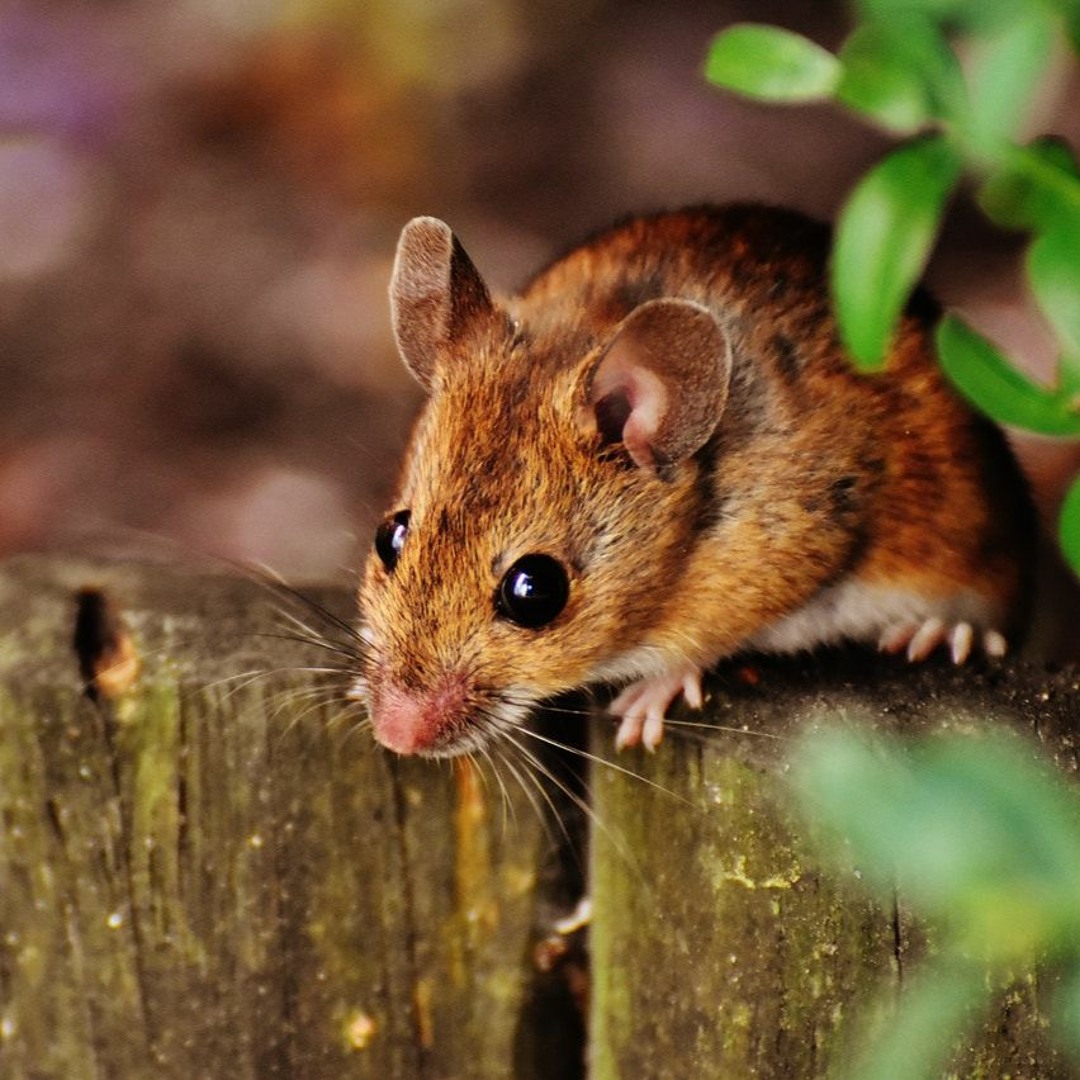 Stream episode The Vain Little Mouse (La Ratita Presumida), told by ...