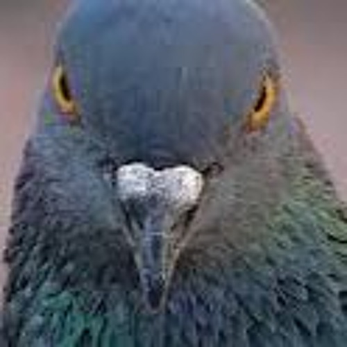 Stream Pigeon Head by YK 2K | Listen online for free on SoundCloud