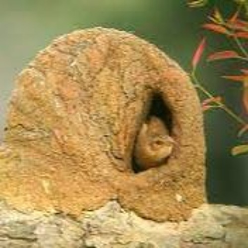 Stream 2023.06.24 Mito del chilalo - Rosario Ramos by Parada 23 ...