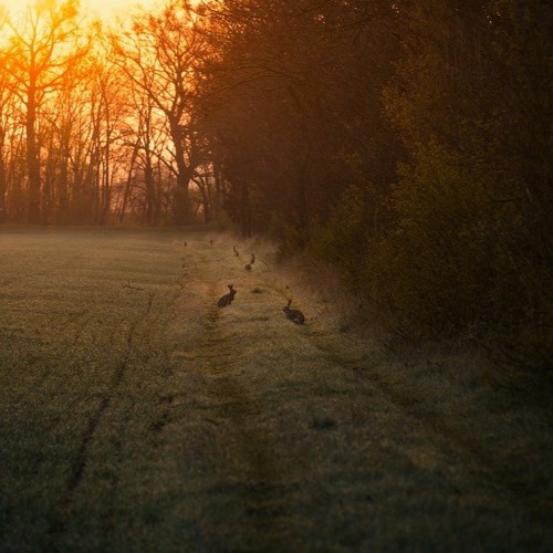 Stream R3HAB, INNA, Sash! - Rock My Body (Ferki Remix) by FERKI ...