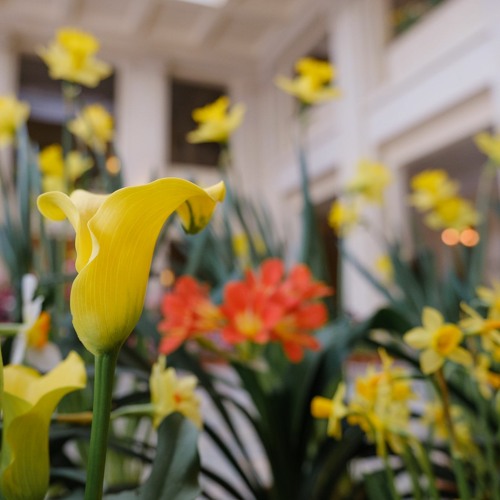 Stream The Making of the Dutch Connection by George Eastman Museum ...