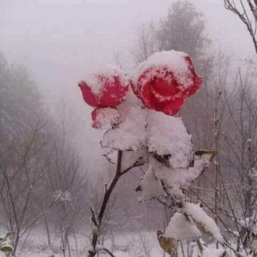 Stream Xxxtentacion Killstation Rebirth By Embry 9669