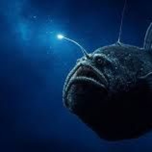 Stream full angler fish viral video TIKTOK by Masuk Enak | Listen ...