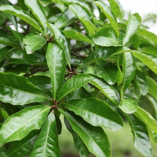 Stream Các tác dụng của lá cây lộc vừng by Phạm Hùng - CEO and Co ...