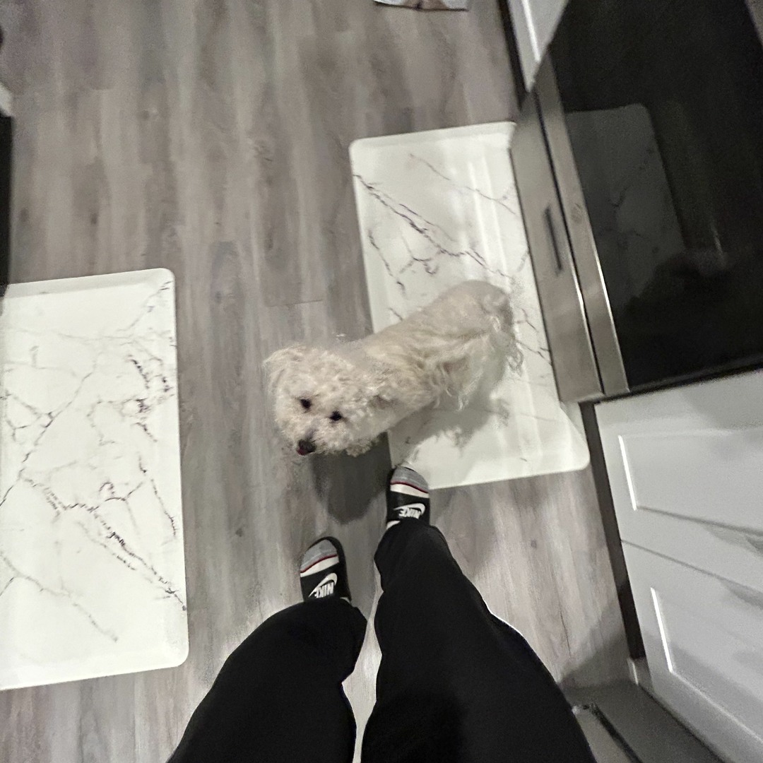 Stream Regalia Asian Rock by mofeen archive | Listen online for free on ...