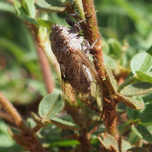 Stream episode Cicada: Dusky Bullet calling song by dr-pop podcast ...