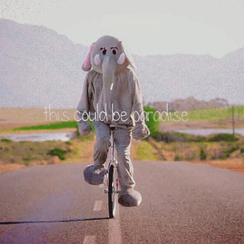 Coldplay Paradise Elephant