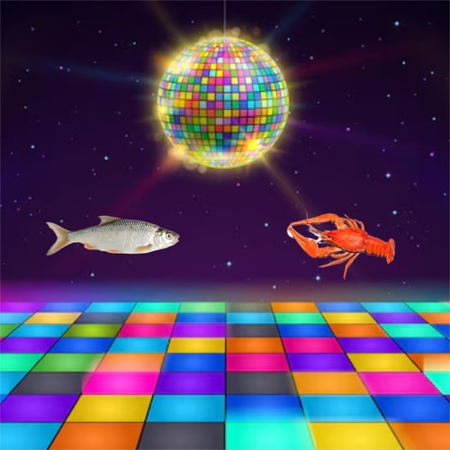 Stream RYBA Z RAKOM (funny remix) by Настя Гутник | Listen online for ...