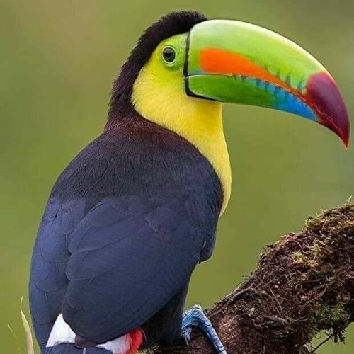 Stream Canto De Tucan En PZ, Costa Rica by Gabriel | Listen online for ...