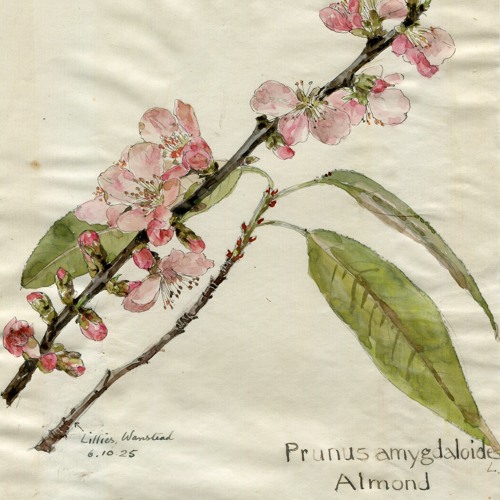 Stream May Day Carol: The Hedges And Fields by Imogen Holst by electric ...