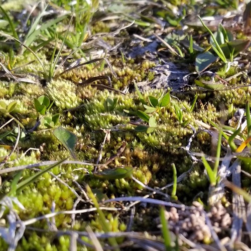 Stream Kevadel by Hääled | Listen online for free on SoundCloud