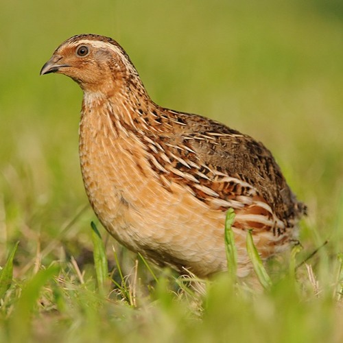 Stream Quail calls, Dorset, England, June 1966 by The British Library ...