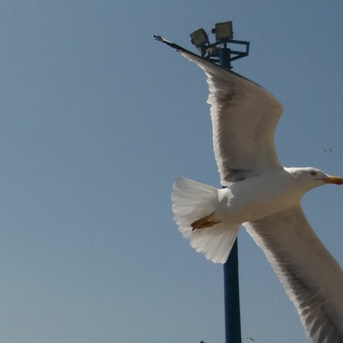 Stream Flying Birth by Toru San | Listen online for free on SoundCloud