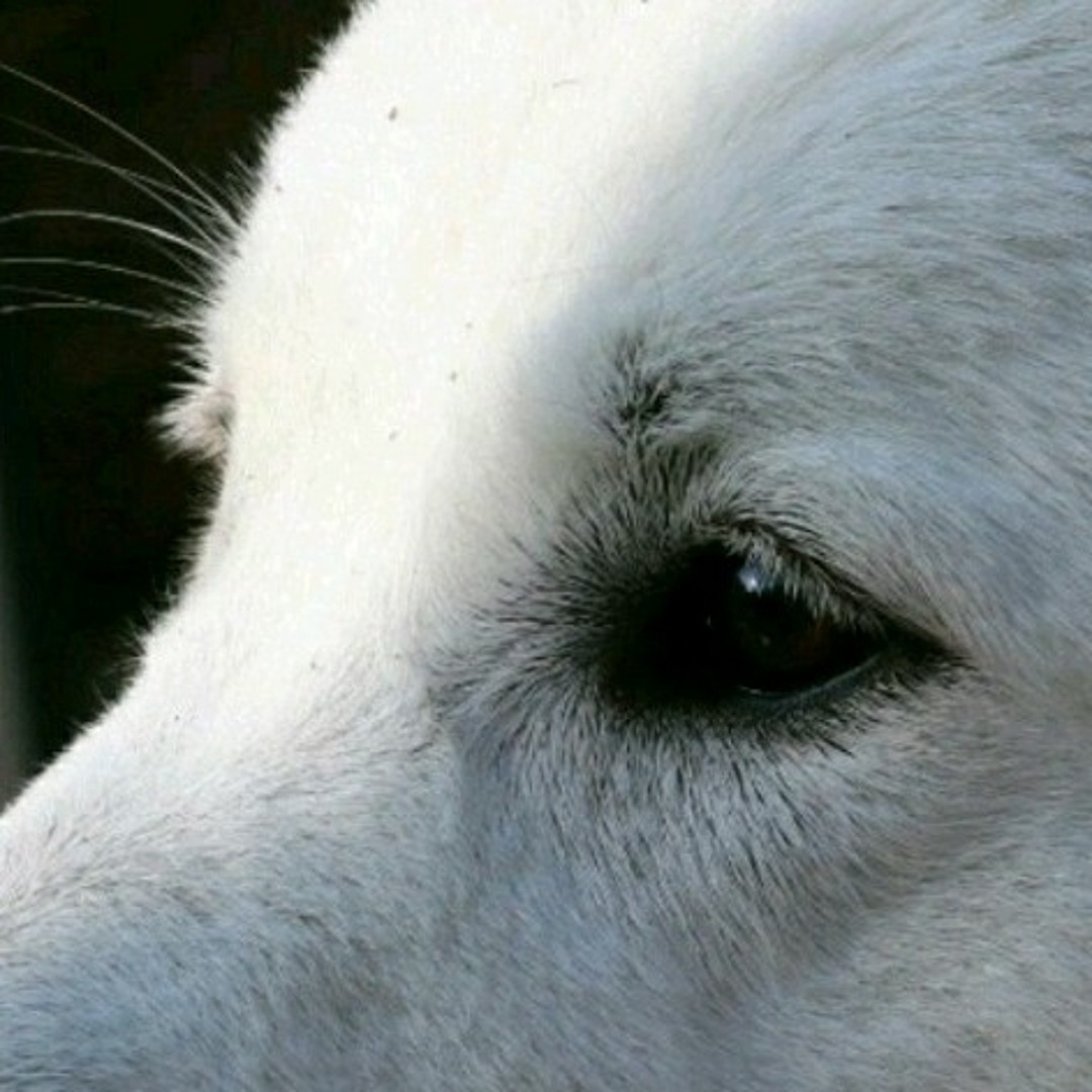 Stream Lijpe Ft Ismo - Drerries by GewoonJeremy🥵 | Listen online for ...